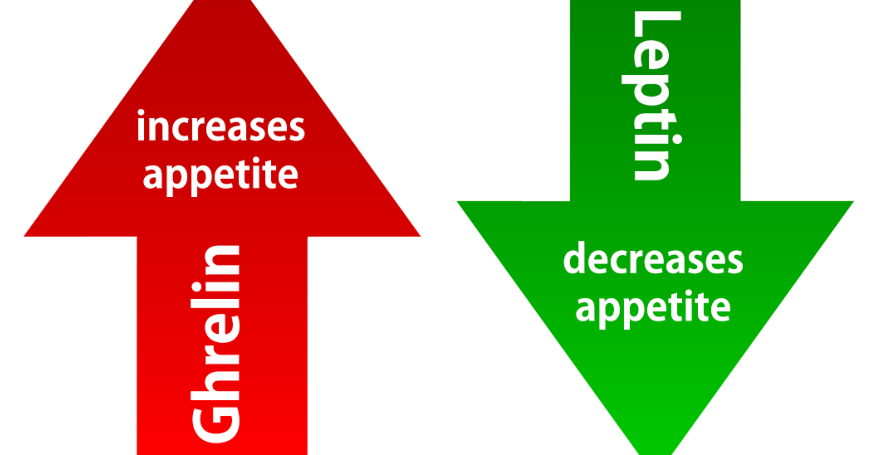 Blog - Post diet hunger hormones: The roles of Leptin and Ghrelin ...